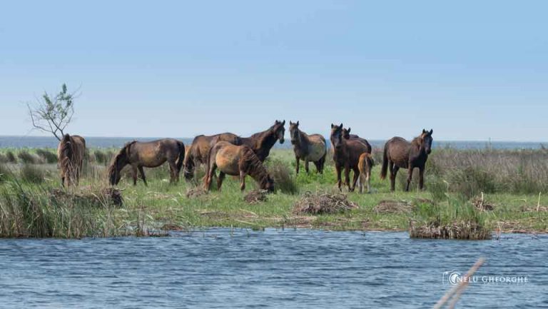 Excursie la Pădurea Letea - Transport Excursii Delta Dunarii