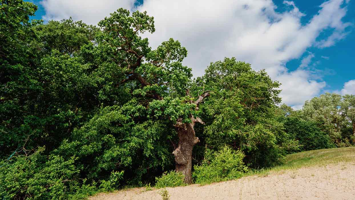 Excursie la Pădurea Letea - Transport Excursii Delta Dunarii